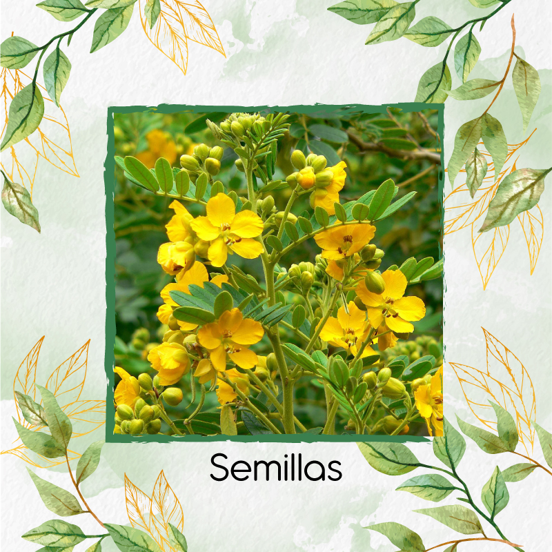 Semillas Orgánicas De Árbol Alcaparro Enano – Garden Green