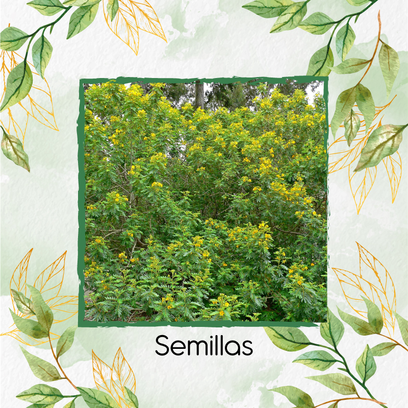 Semillas Orgánicas De Árbol Alcaparro Enano – Garden Green